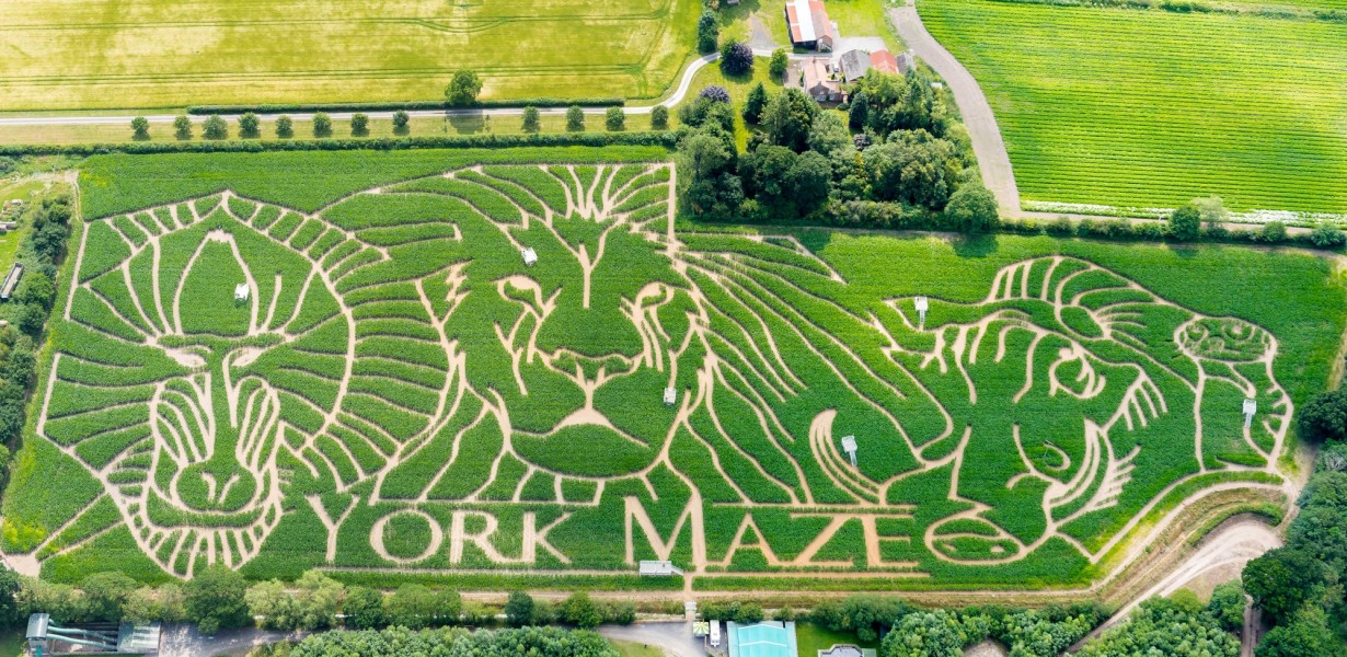York Maze - Home