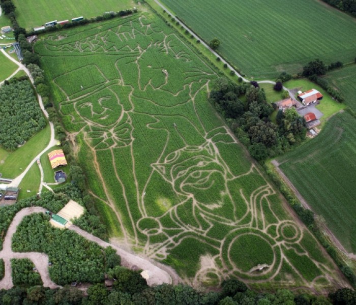 York Maze - Gallery